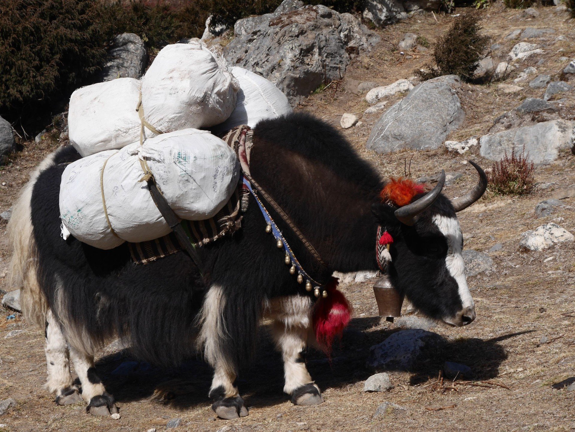 Des yacks en Ubaye - Laverq.net