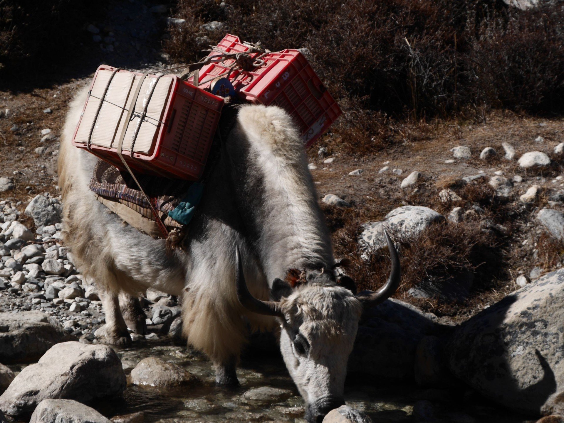 Des yacks en Ubaye - Laverq.net